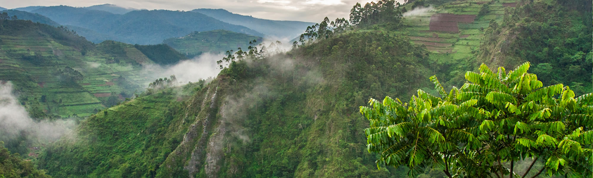 contact us- Bwindi Impenetrable forest National Park Uganda