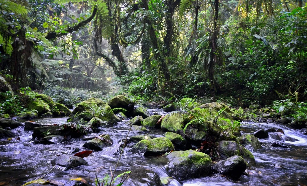 Trek gorillas in Bwindi from South Africa.- Price of gorilla permits