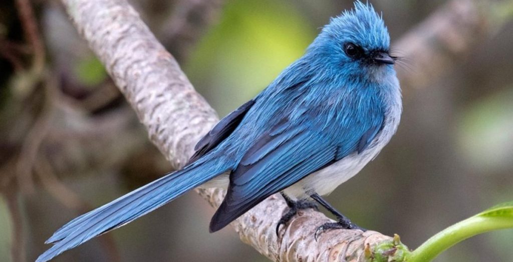 Birds of Kibale forest national park- Best time to see birds of Kibale
