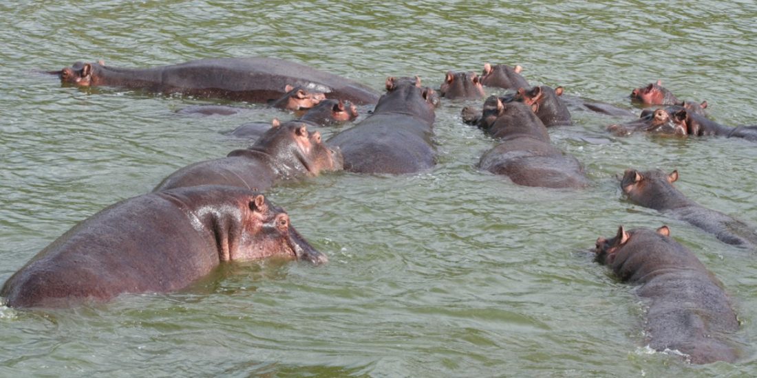 Hippos of Kazinga channel-Accessing Kazinga channel- Africa Adventure