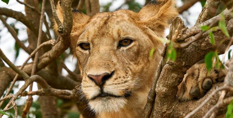 Ishasha sector of Queen Elizabeth national park- Activities to do in ...