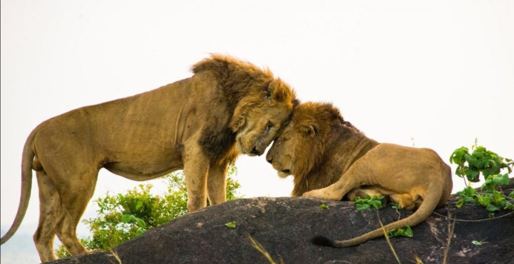 Lion filming in Queen Elizabeth national park- Best time for lion filming