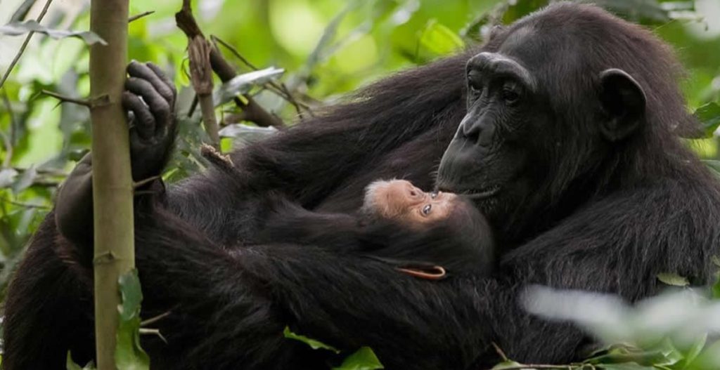 When to go chimpanzee trekking in Kibale forest national park