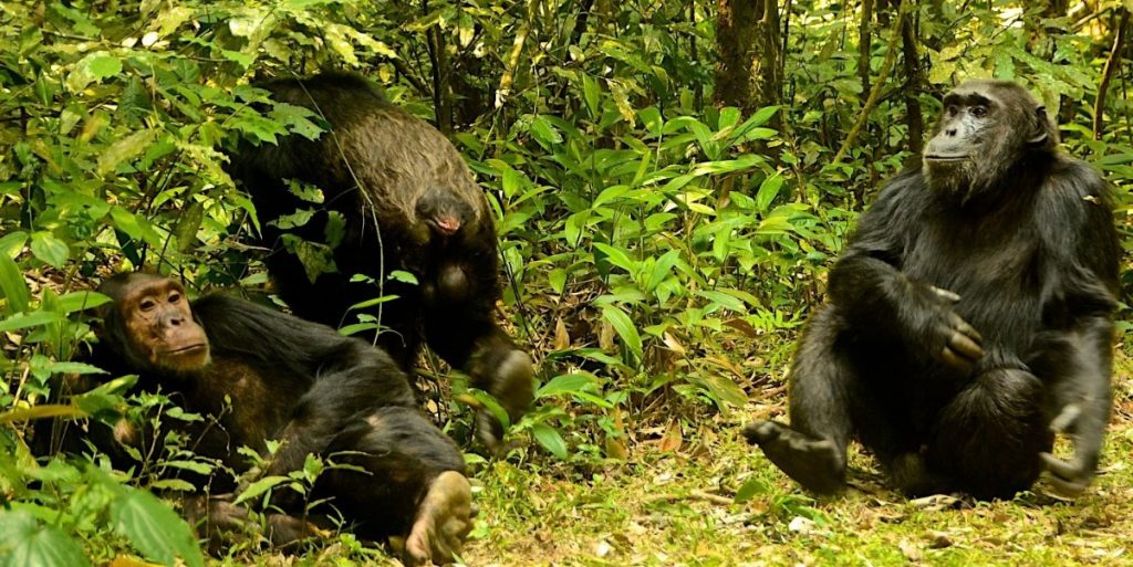 Budget chimpanzee trekking safari in Kibale forest national park