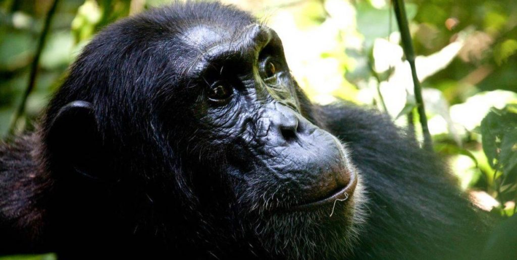 Kibale chimpanzee trekking in November-What to pack for Kibale safari