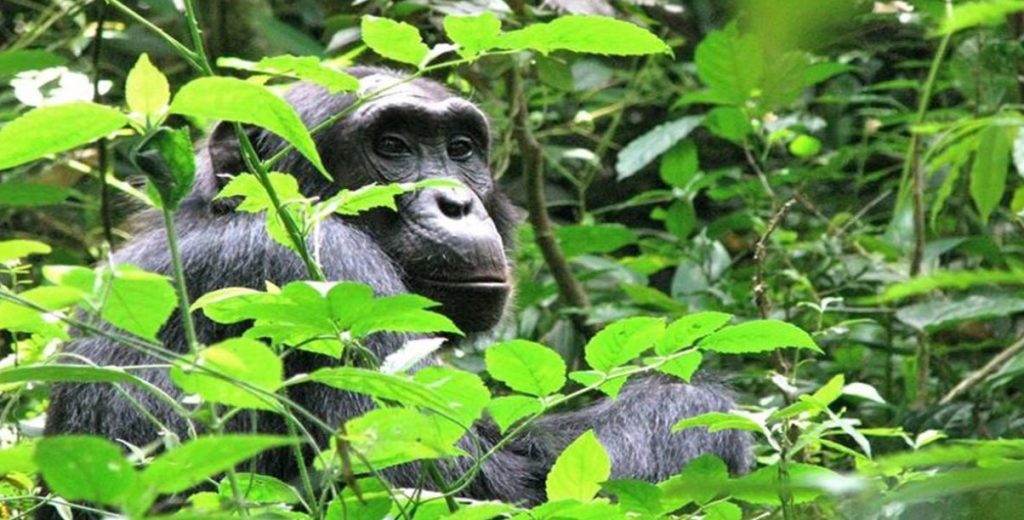 Top budget activities to do in Kibale forest- Best time to to visit ...