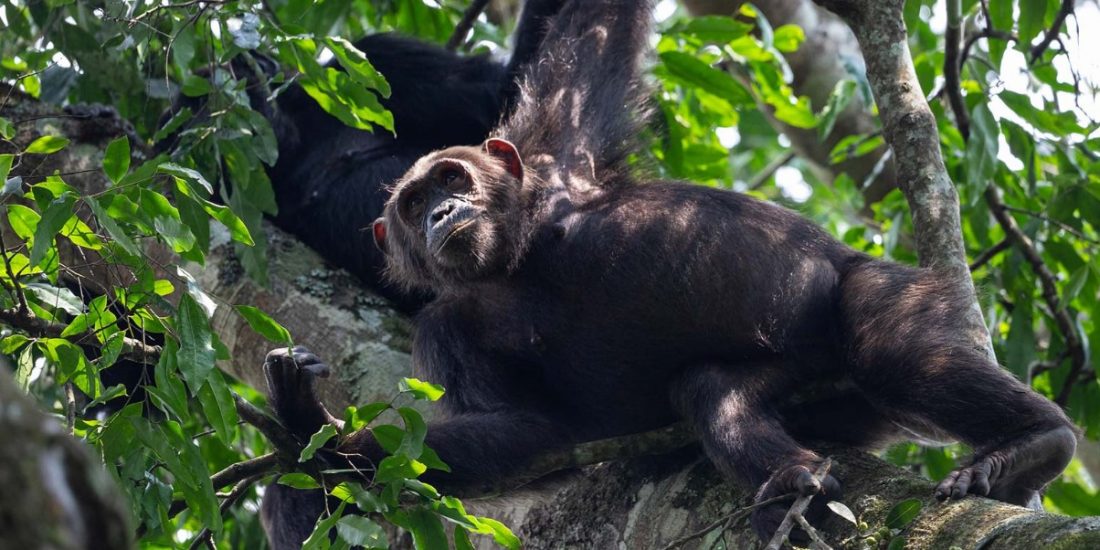 Why Kibale is a popular destination in the world- Bwindi Gorilla Park
