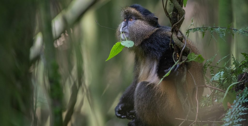 What is the best time to see golden monkeys in Mgahinga national park