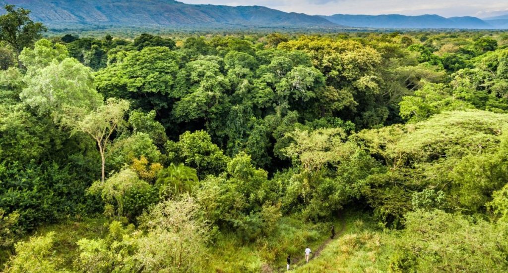 Bwamba forest in Semuliki national park- activities to do in Bwamba