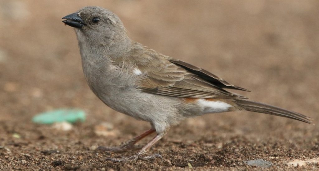 Bird watching in Rwenzori Mountains National Park- Bwindi Gorilla Park