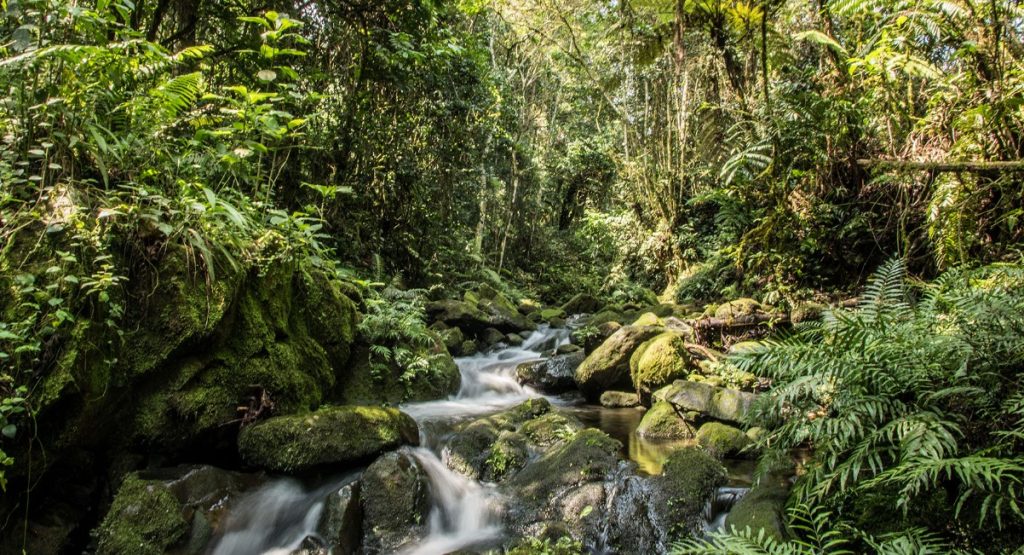 Is Bwindi impenetrable forest worth visiting- Bwindi Gorilla Park