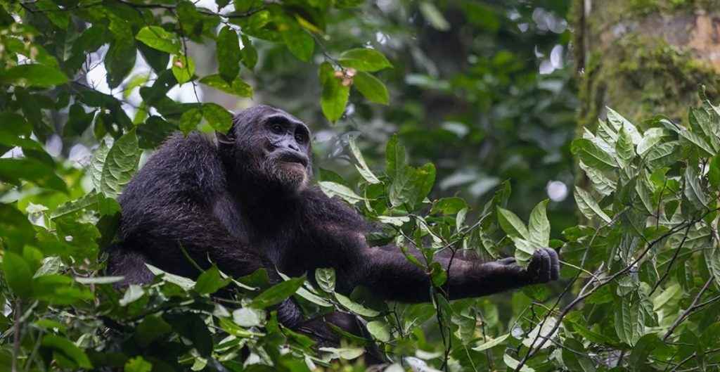 Is Kibale forest national park worth visiting- Reasons to visit Kibale ...