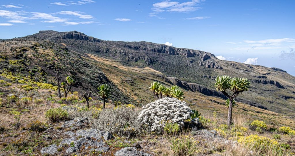 How to save on a safari in Mount Elgon national park - Bwindi Gorilla Park